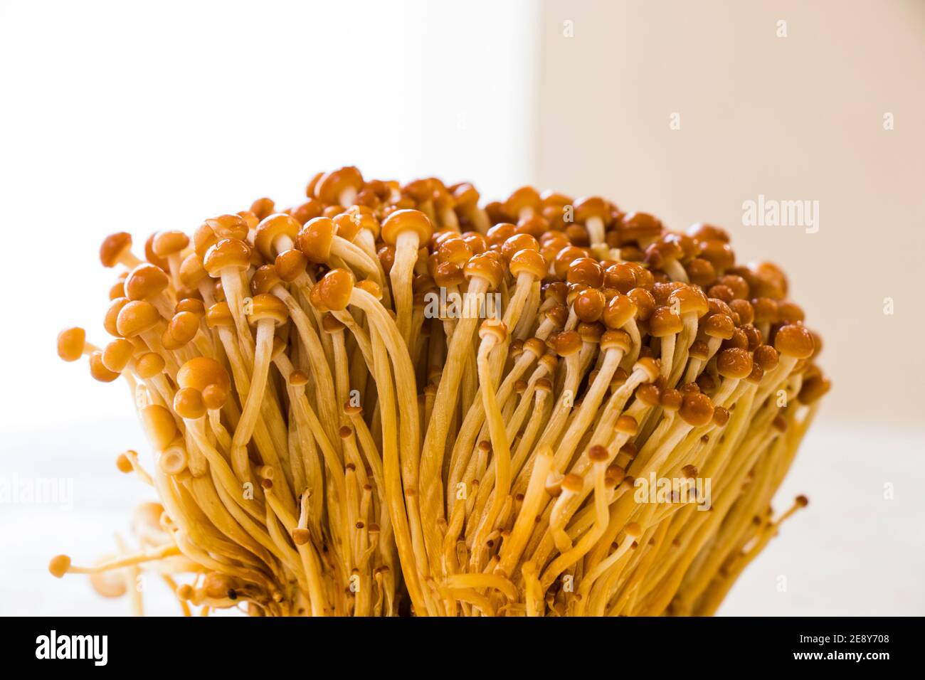 Golden brown Asian Enoki mushrooms, vegetable background, fungus Stock ...