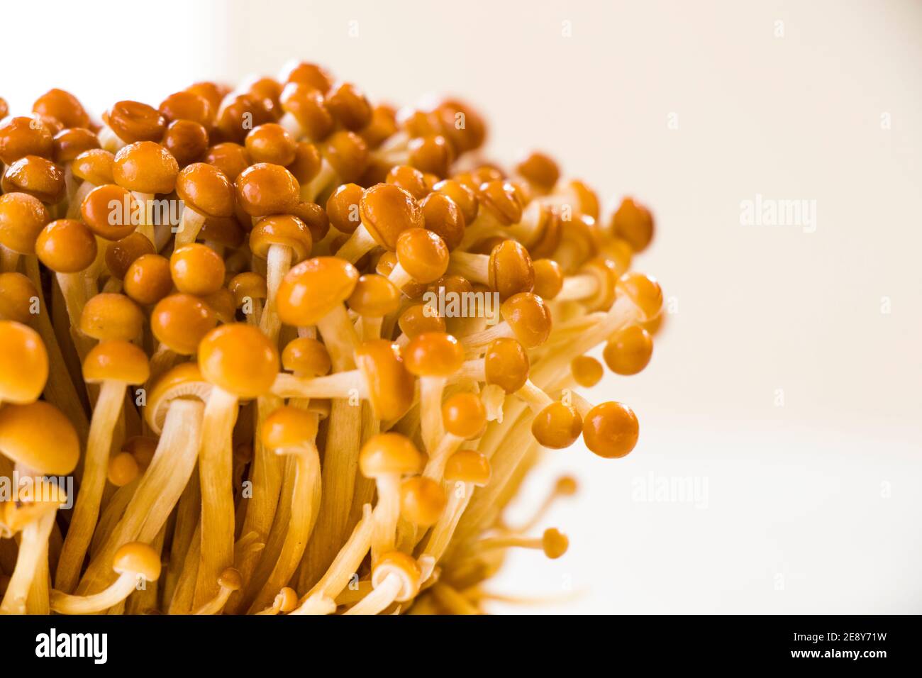 Golden brown Asian Enoki mushrooms, vegetable background, fungus Stock ...