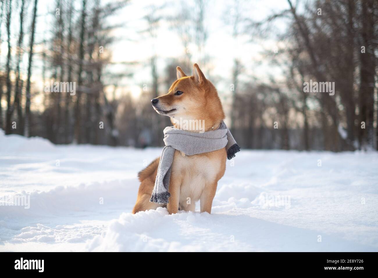 snow red shiba inu winter set Stock Photo - Alamy