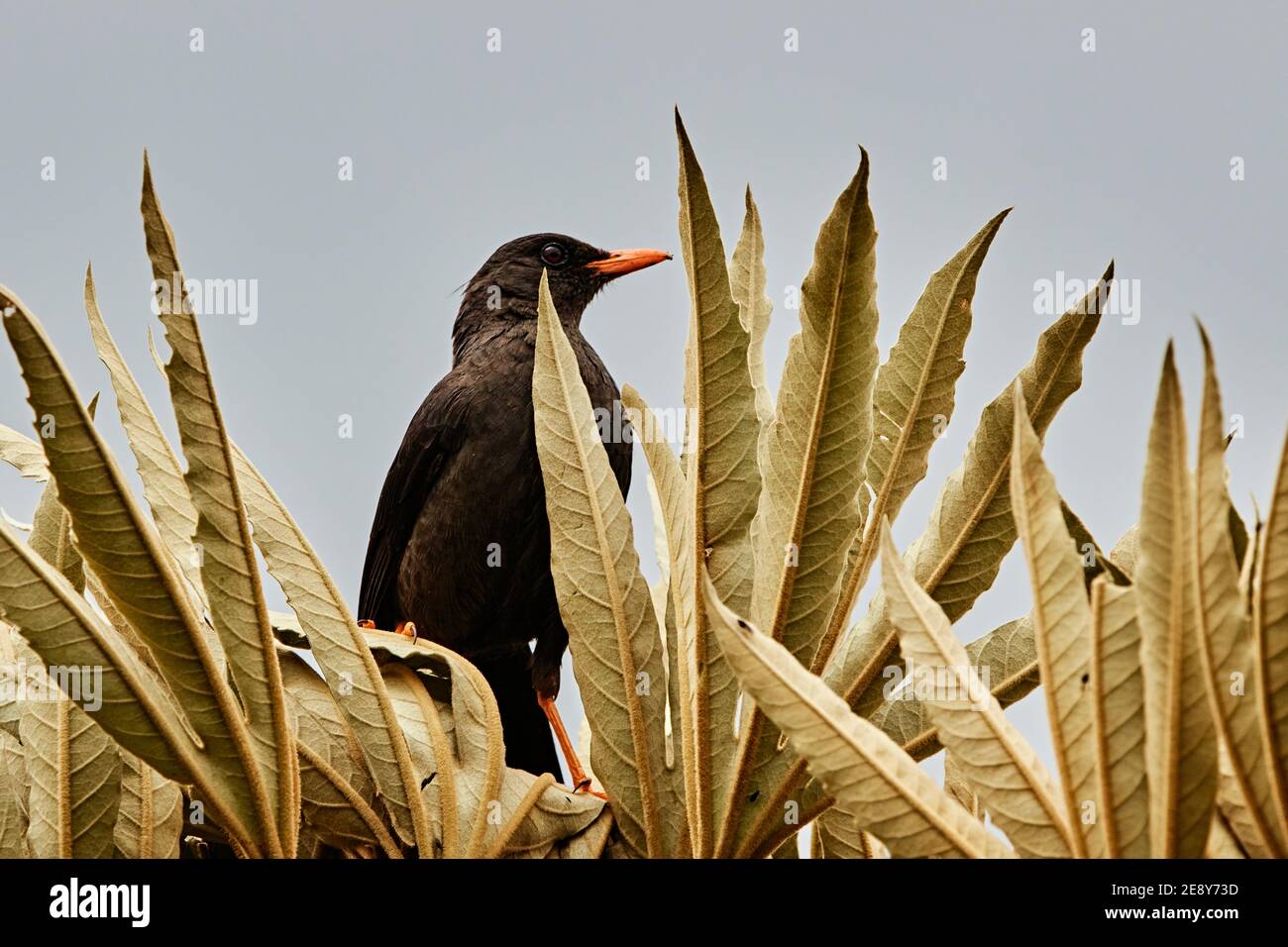 black bird, Mirlo looking for food on a thatched roof Stock Photo - Alamy