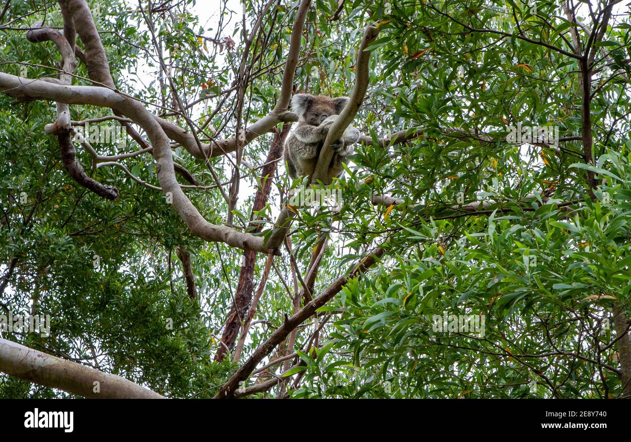 Baby koala mother tree hi-res stock photography and images - Alamy