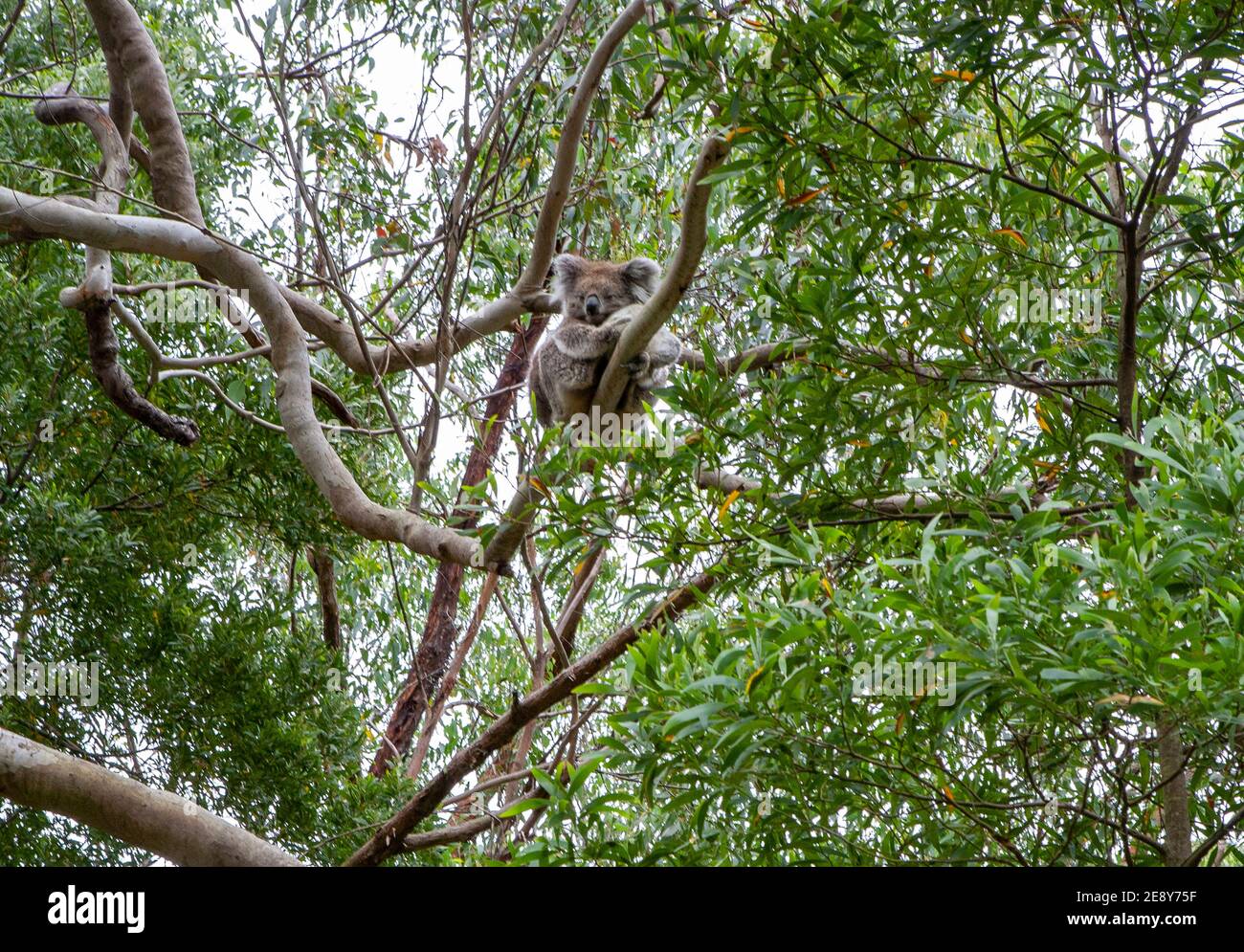 Koala with Baby in Tree, Great Ocean Road, Australia Stock Photo - Alamy