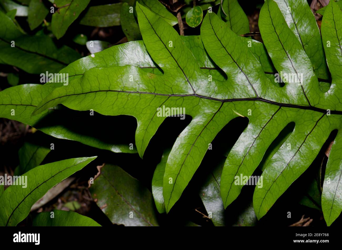 Fronds of kangaroo fern Zealandia pustulata. Taieri River Scenic ...