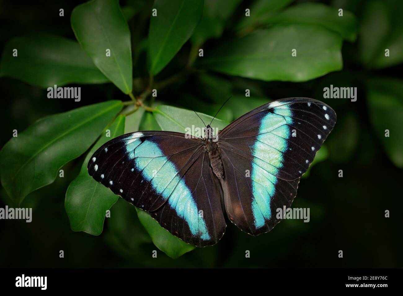 Beautiful insect in the nature habitat. Butterfly in the green forest ...