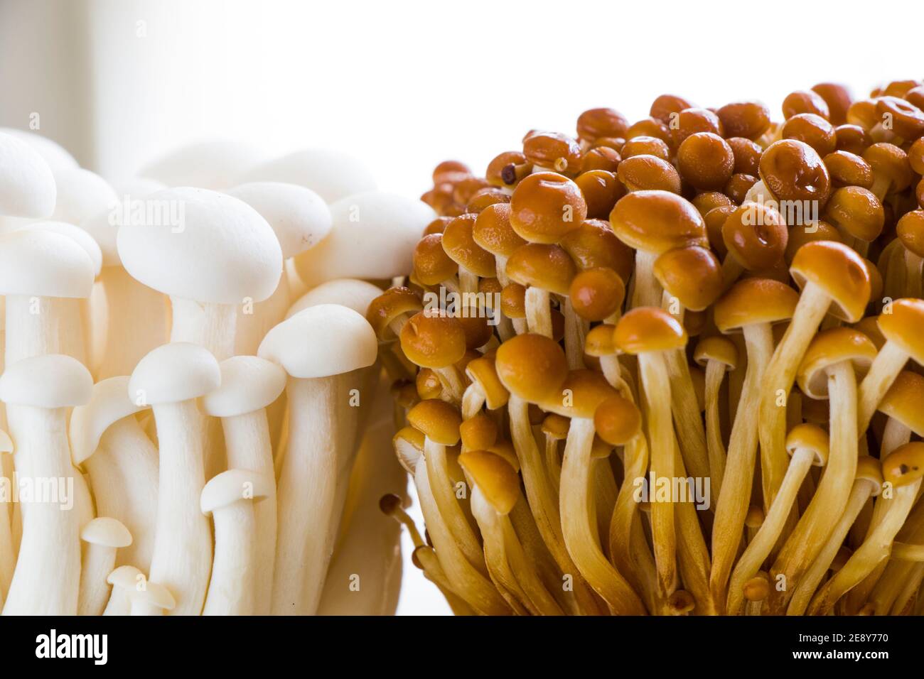 Golden brown and white Asian Enoki mushrooms, vegetable background ...