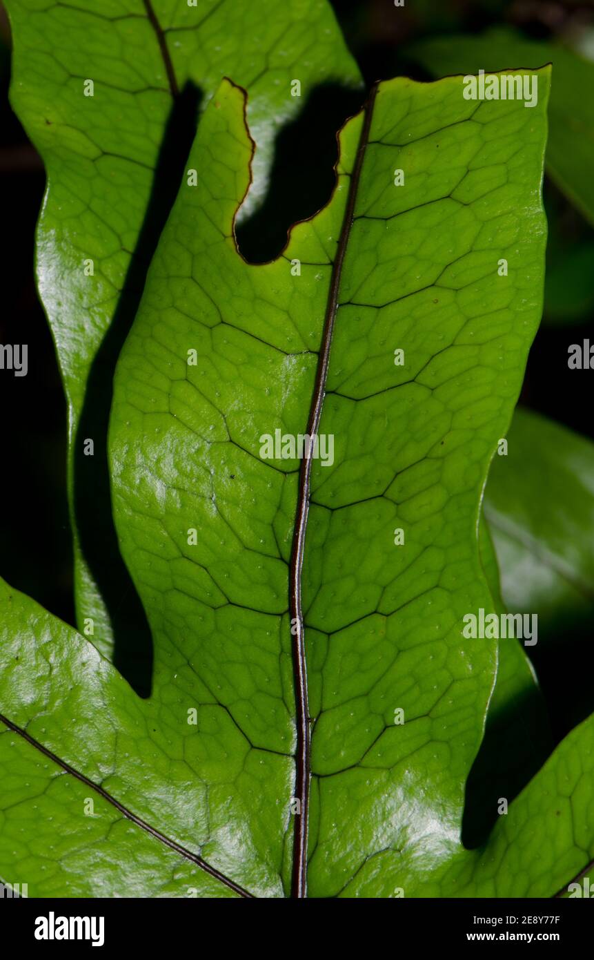 Kowaowao hi-res stock photography and images - Alamy