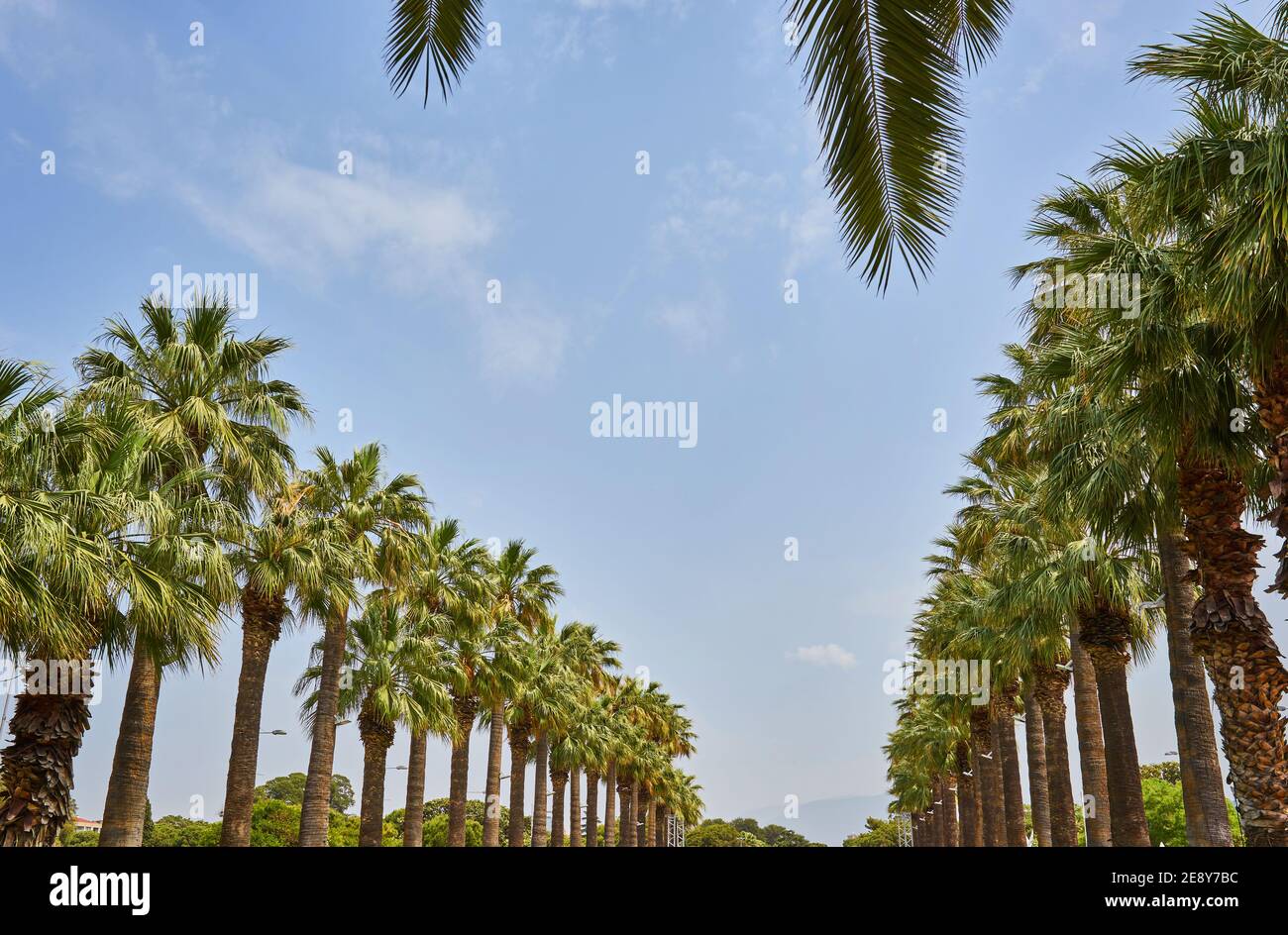 A row of palm trees over a blue sky with plenty of negative space Stock ...