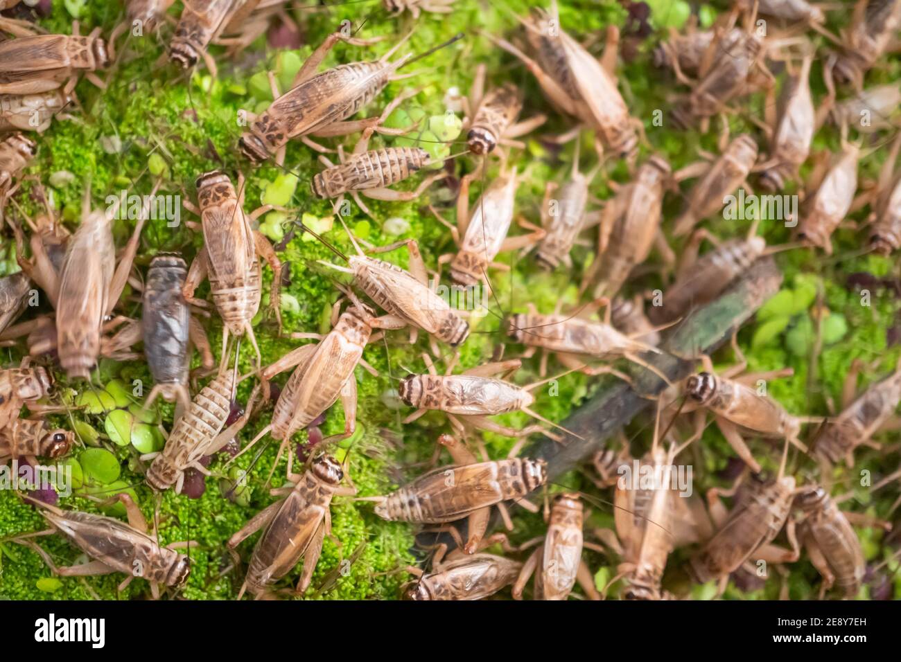 Feeding crickets in a cement pond Stock Photo - Alamy