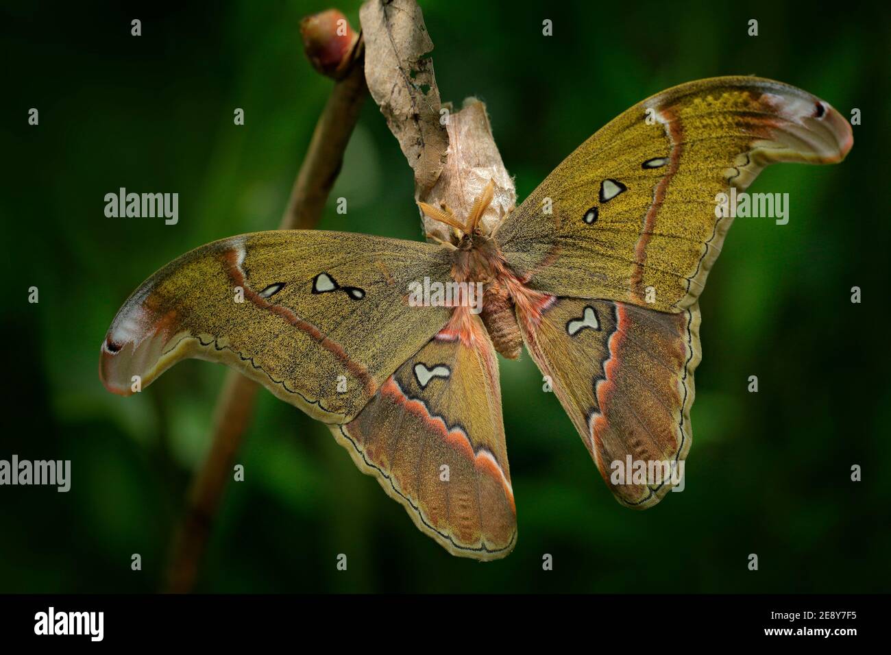 Attacus caesar, moth in Saturniidae family, southern Philippines ...