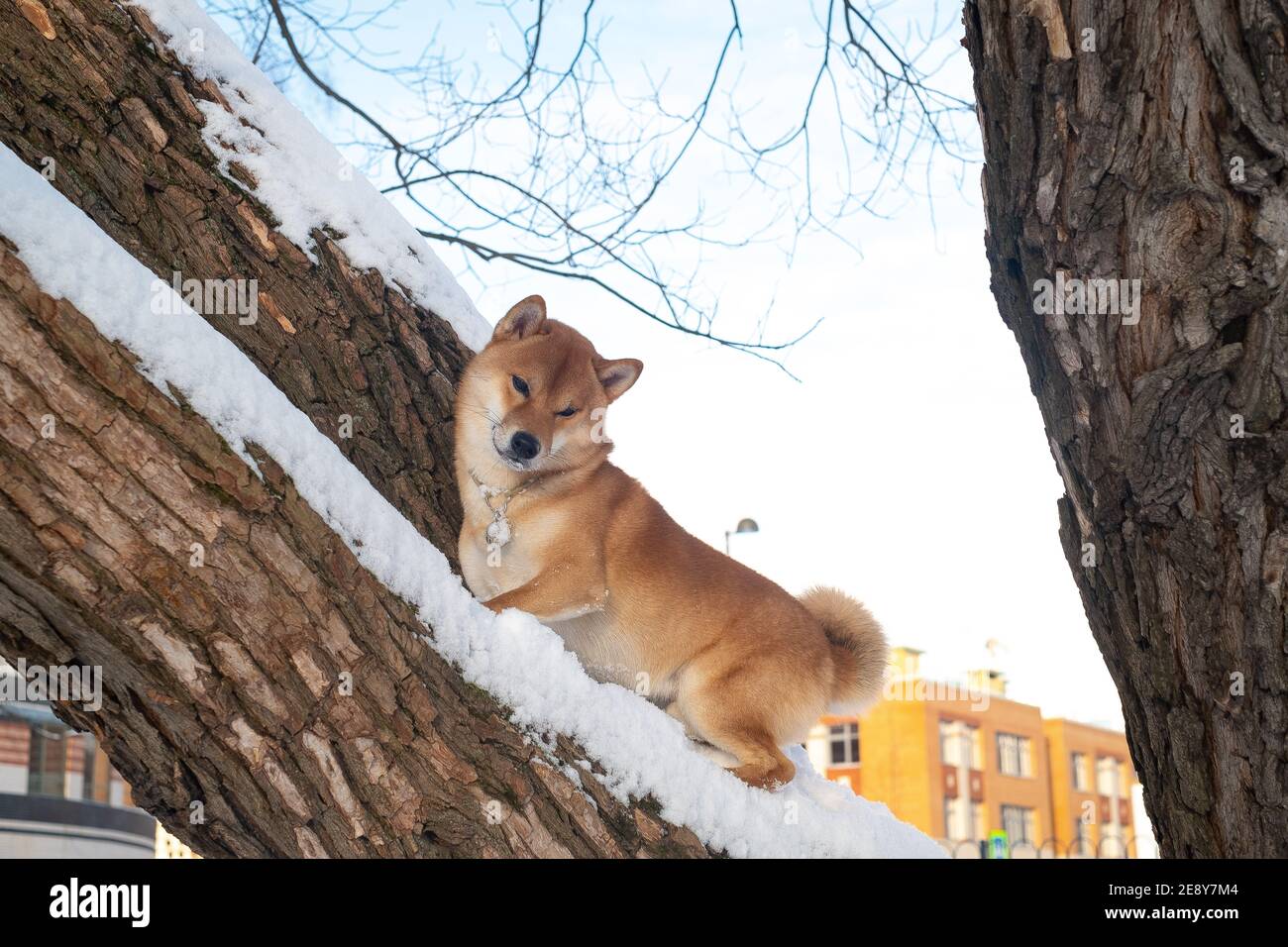 snow red shiba inu winter set Stock Photo - Alamy