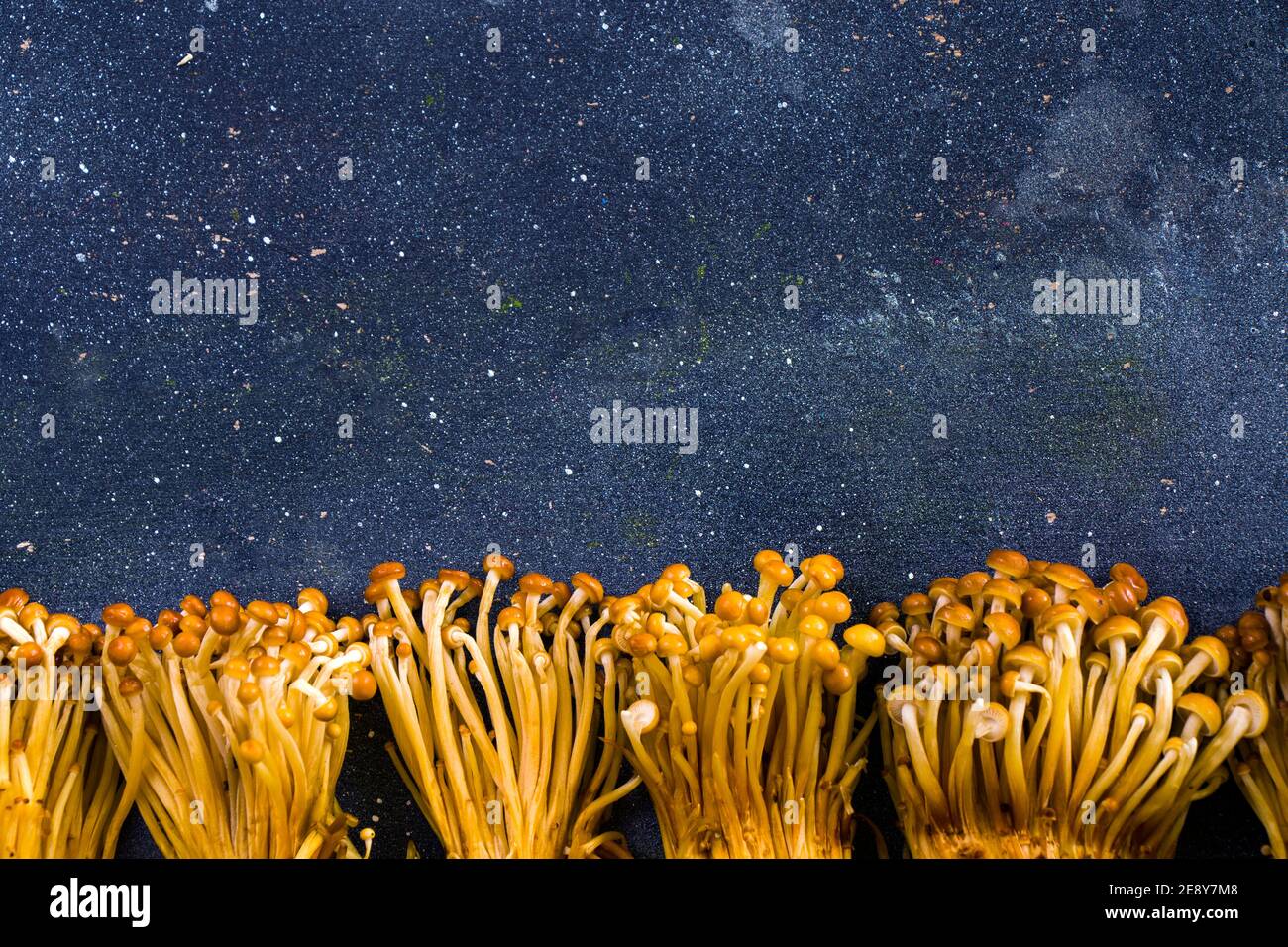 Golden brown Asian Enoki mushrooms, vegetable background, fungus Stock ...