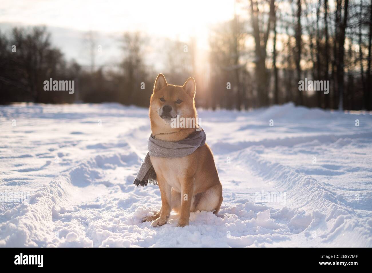 snow red shiba inu winter set Stock Photo - Alamy