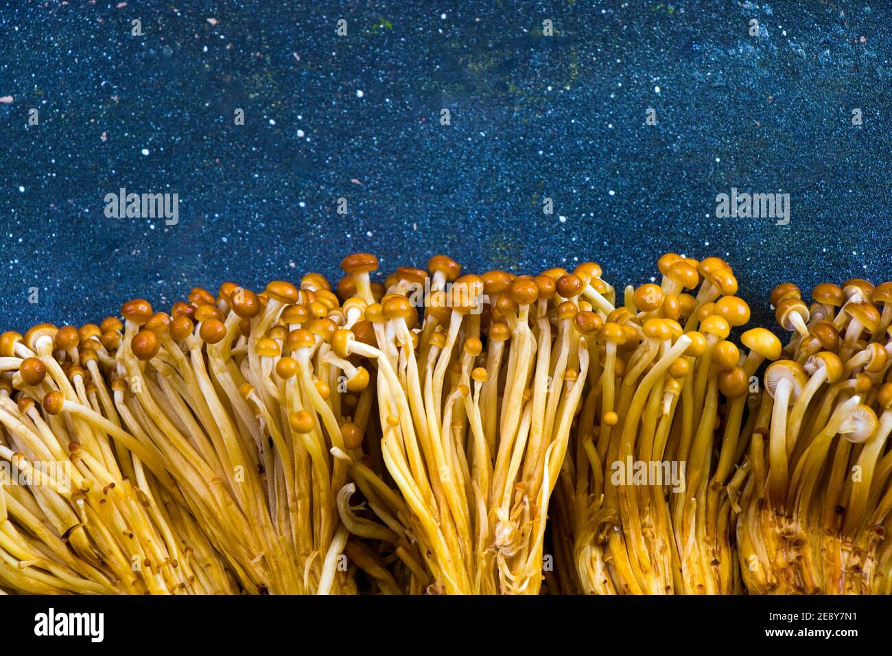 Golden brown Asian Enoki mushrooms, vegetable background, fungus Stock ...