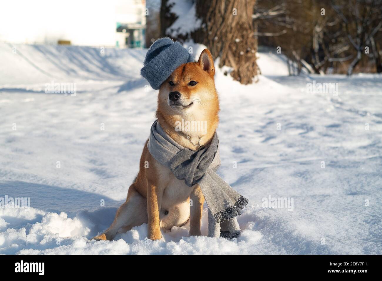 snow red shiba inu winter set Stock Photo - Alamy