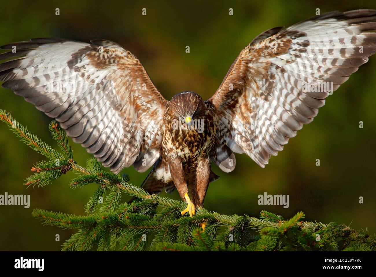 Bird of prey Common Buzzard, Buteo buteo, sitting on coniferous spruce ...