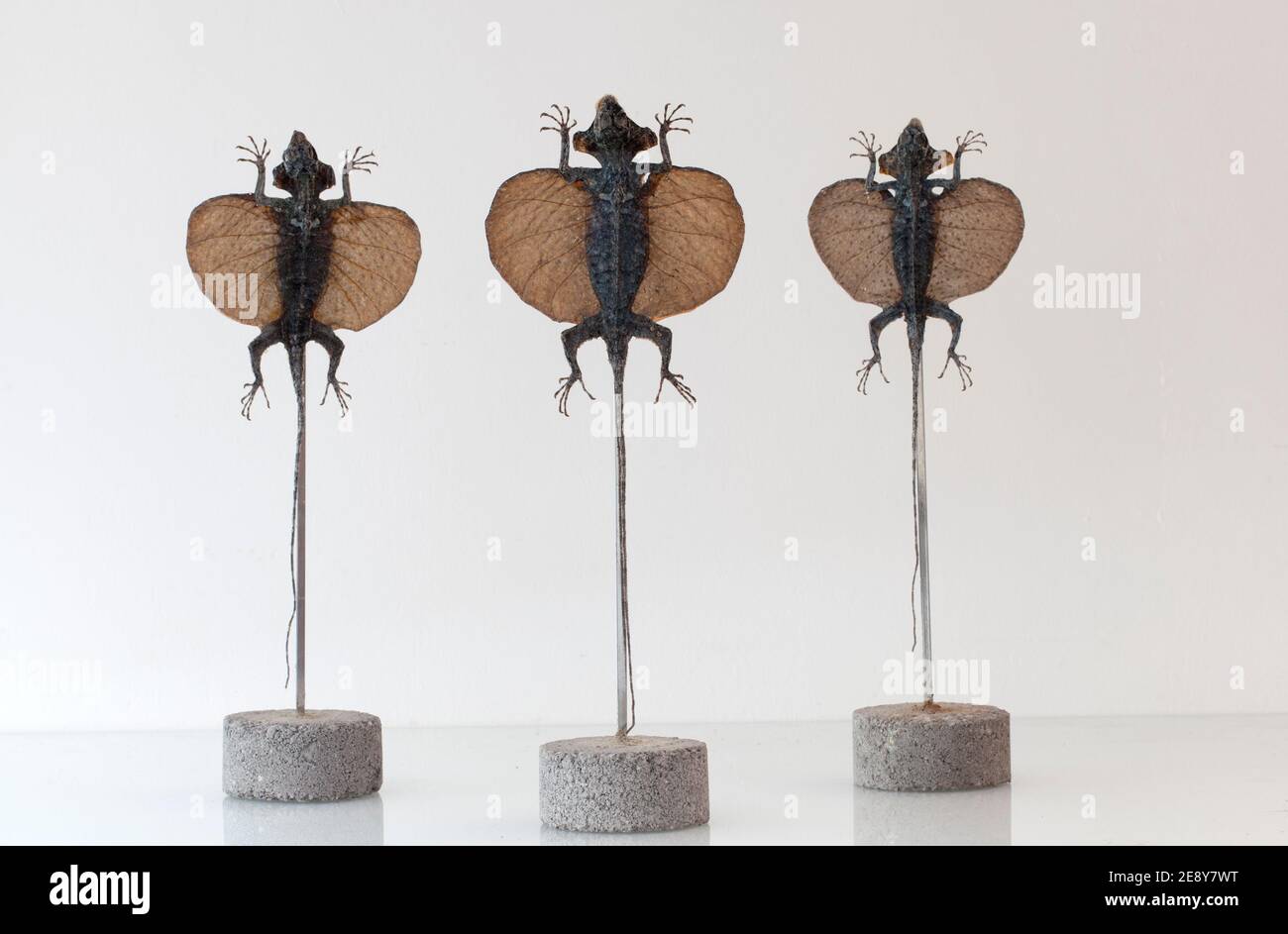 Flying Lizards High Resolution Stock Photography and Images - Alamy