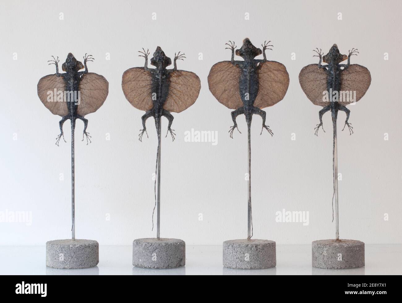 Flying Lizards High Resolution Stock Photography and Images - Alamy