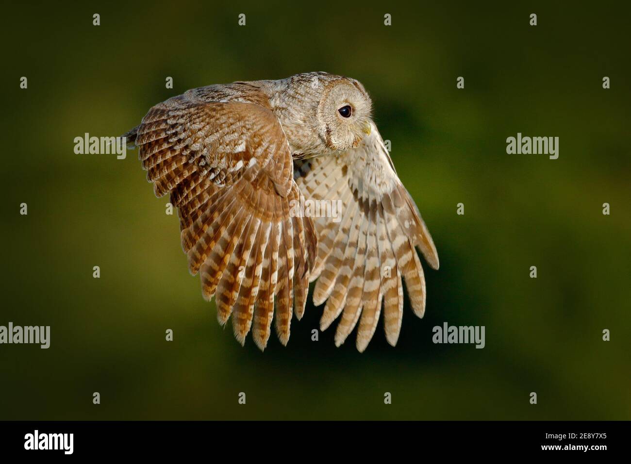 Flying Eurasian Tawny Owl, Strix aluco, with nice green blurred forest ...