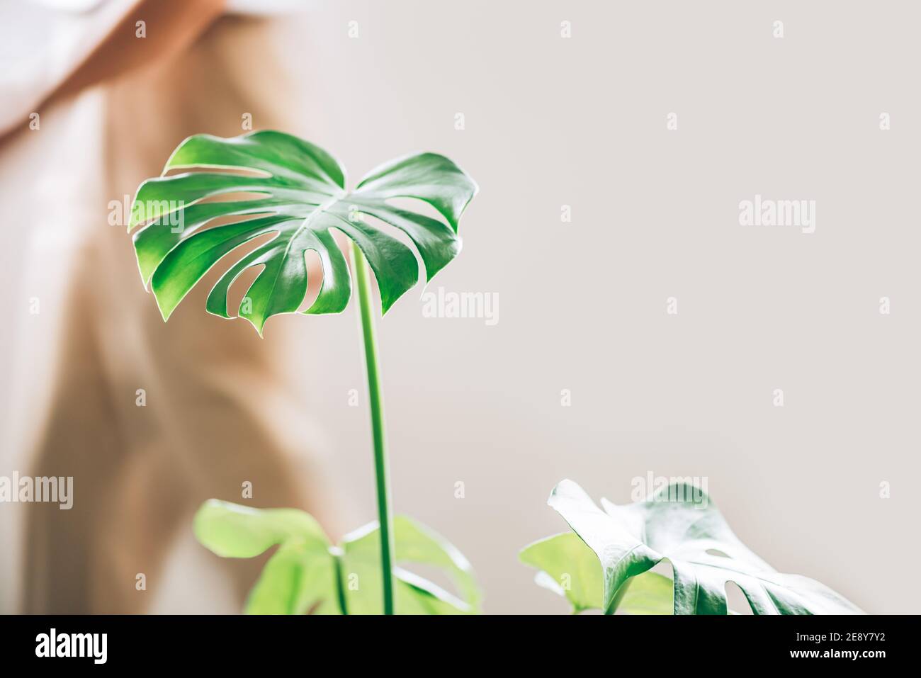 Real monstera leaves, cozy home setting Stock Photo - Alamy