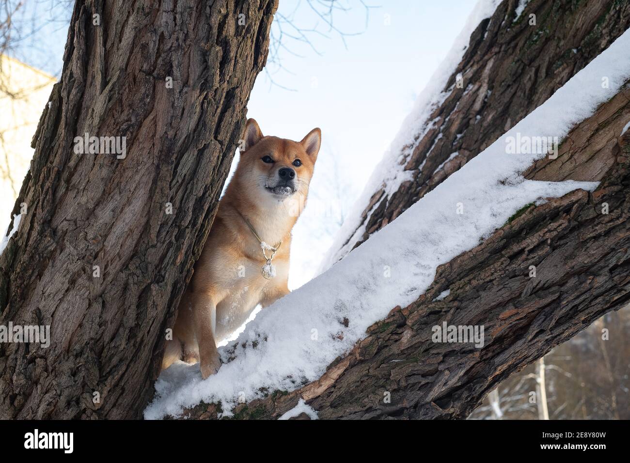 snow red shiba inu winter set Stock Photo - Alamy