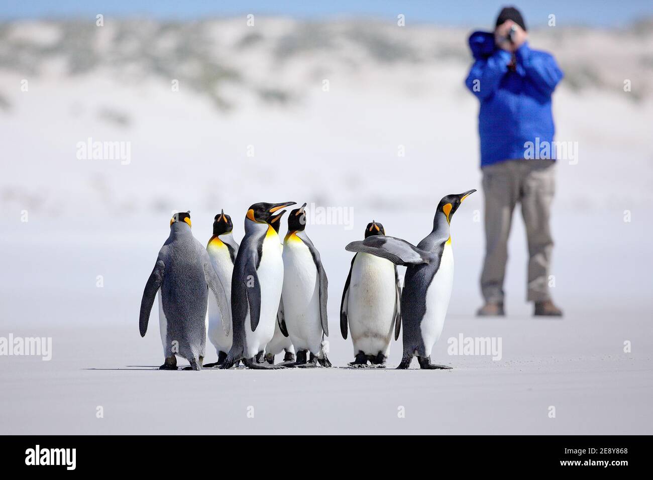 Group of six King penguins, Aptenodytes patagonicus, going from white ...