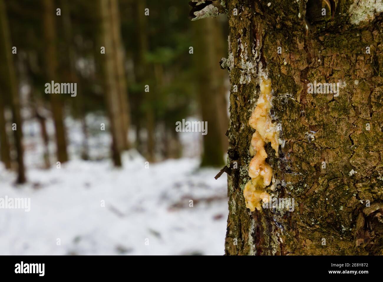 Amber resin tree hi-res stock photography and images - Alamy