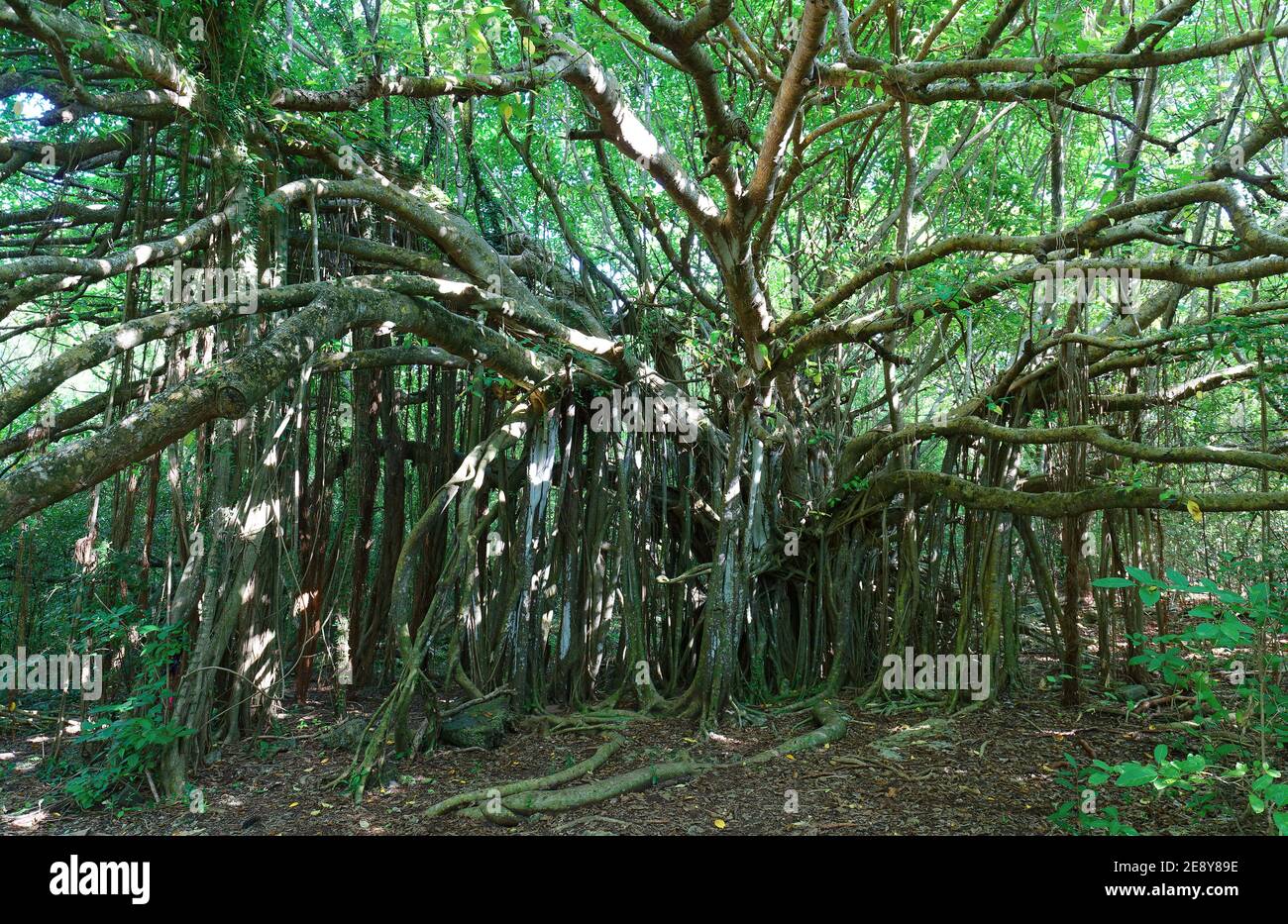 Shortleaf fig hi-res stock photography and images - Alamy