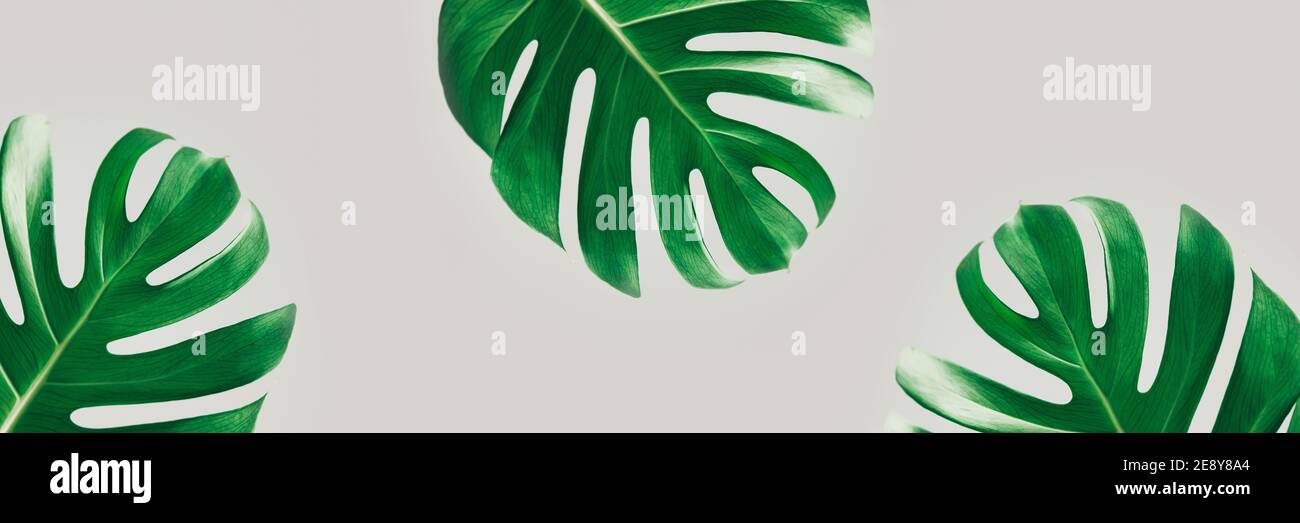 Real monstera leaves Stock Photo - Alamy