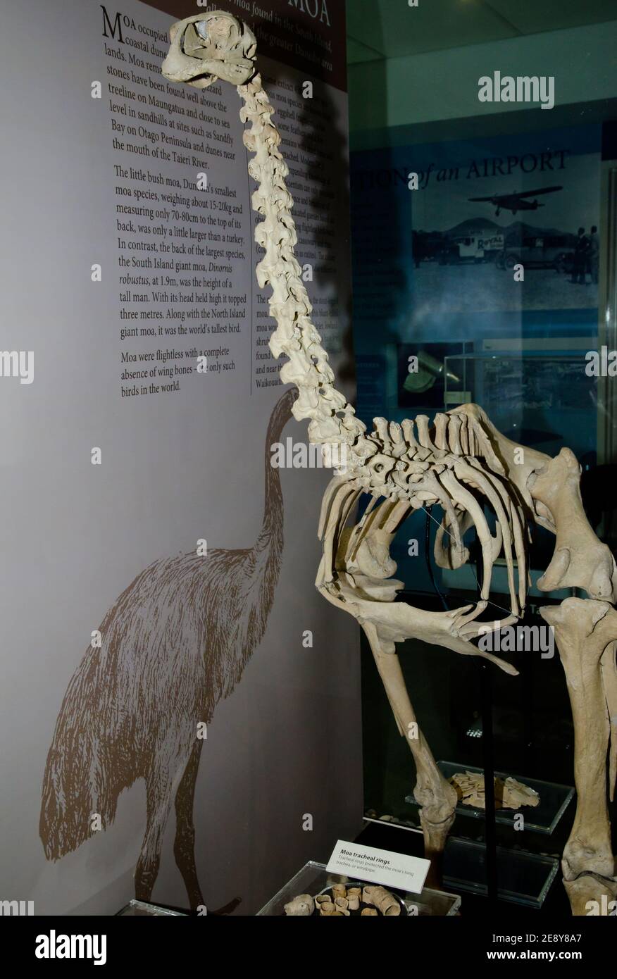 Moa skeleton exhibited in the Dunedin airport. Otago. South Island. New ...