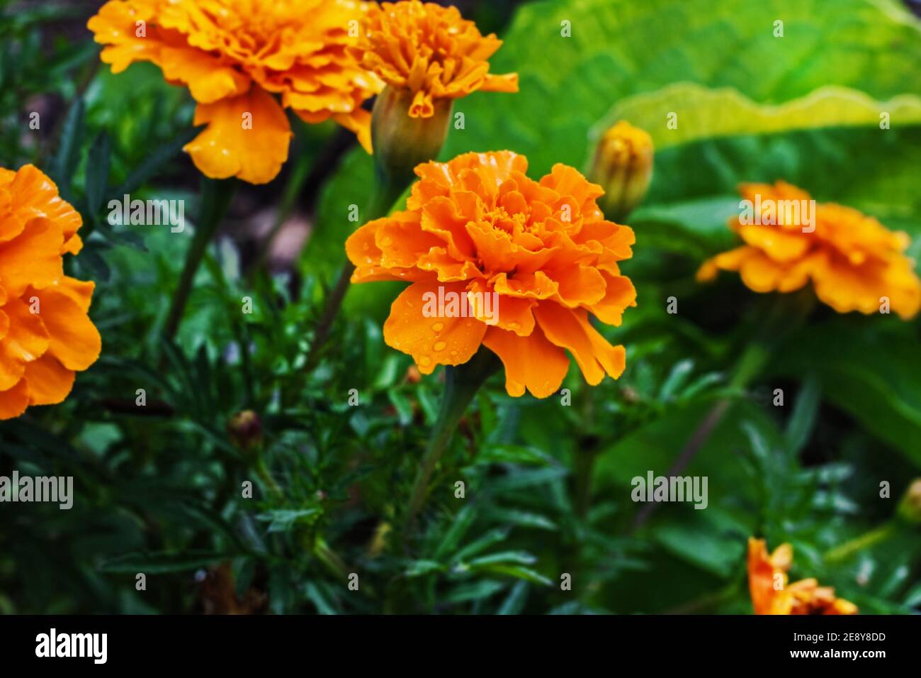 Pretty orange flowers of autumn marigolds at cloudy fall garden Stock ...