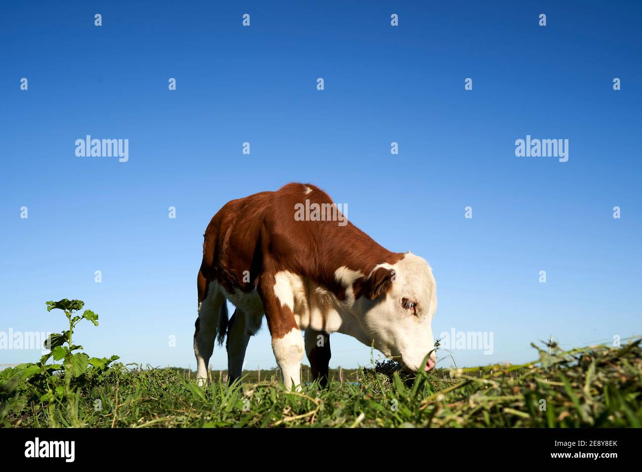 Cow Eating Grass in the Field. A joyful grazing animal that is funny to ...