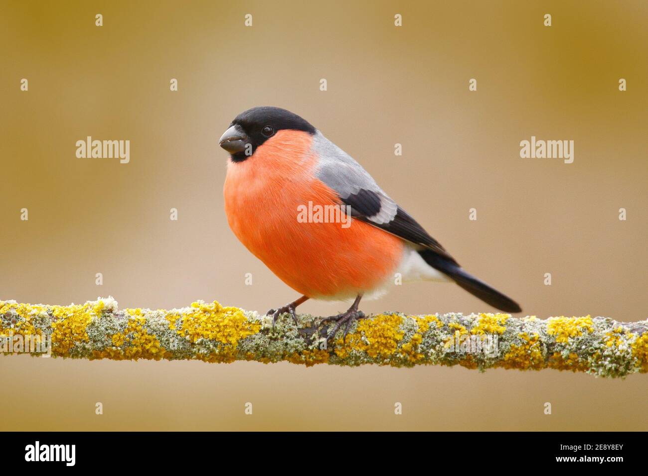 Small black and white songbird hi-res stock photography and images - Alamy
