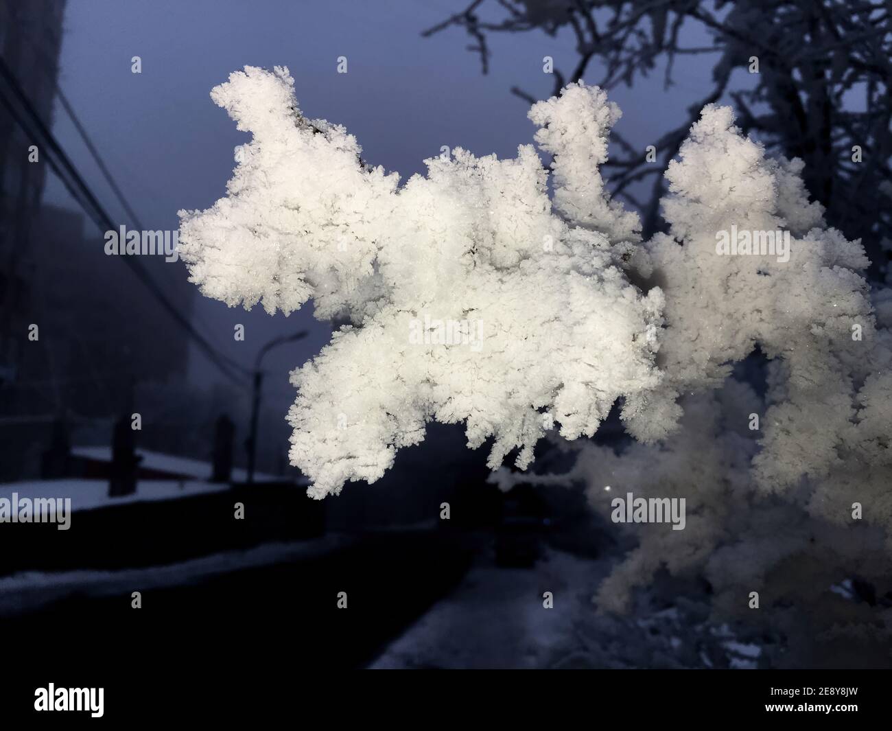 Early cold morning. The branch of the tree is covered with frost Stock ...