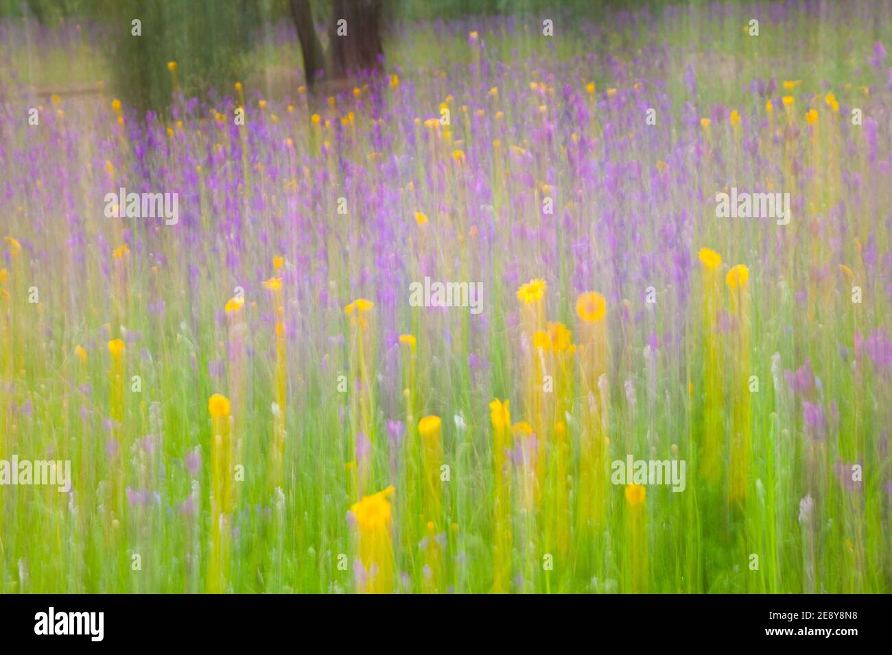 Sierra morena mountains lynx hi-res stock photography and images - Alamy