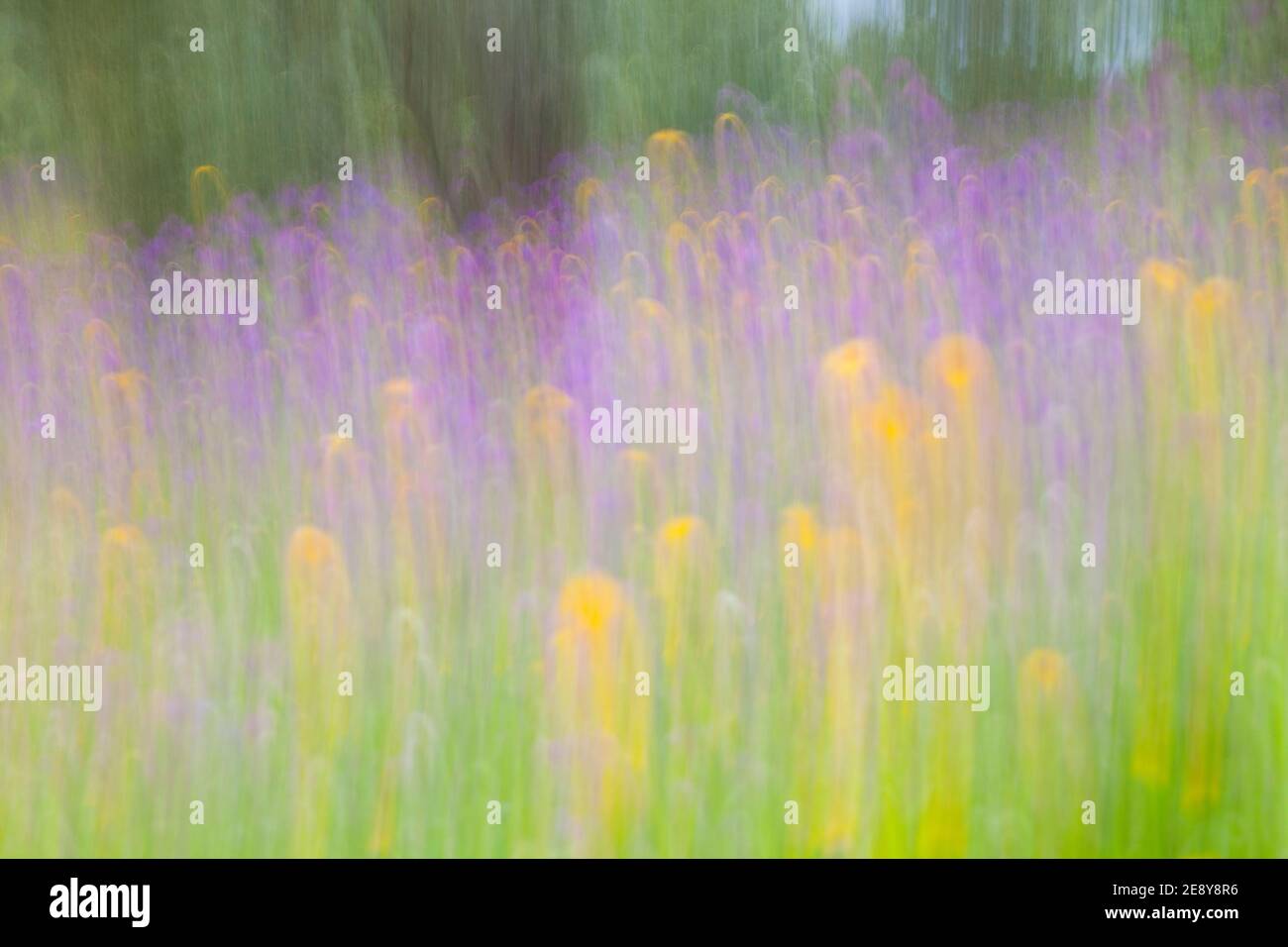 Sierra morena mountains lynx hi-res stock photography and images - Alamy