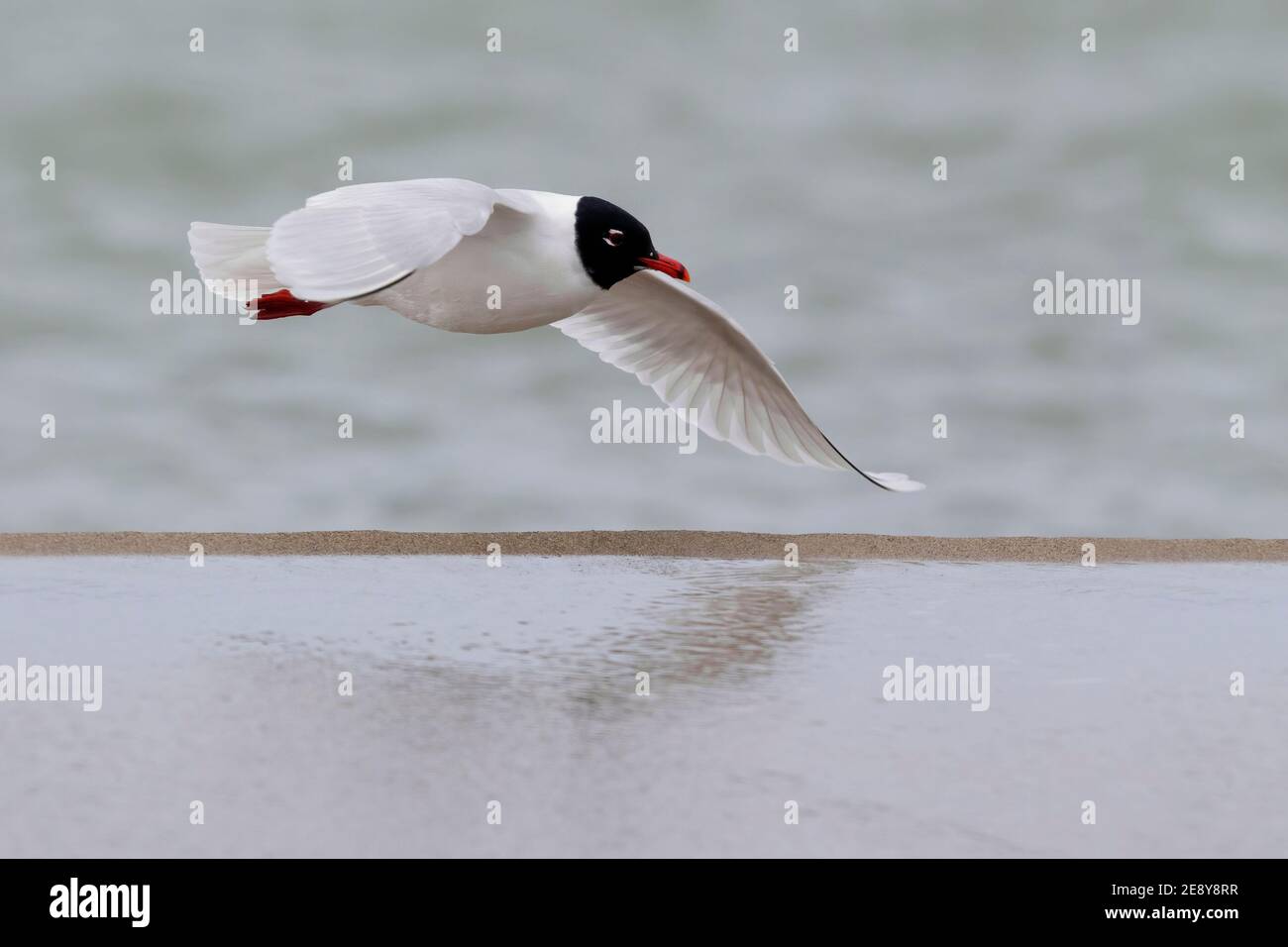 Mediterranean Gull (Ichthyaetus melanocephalus), side view of an adult ...