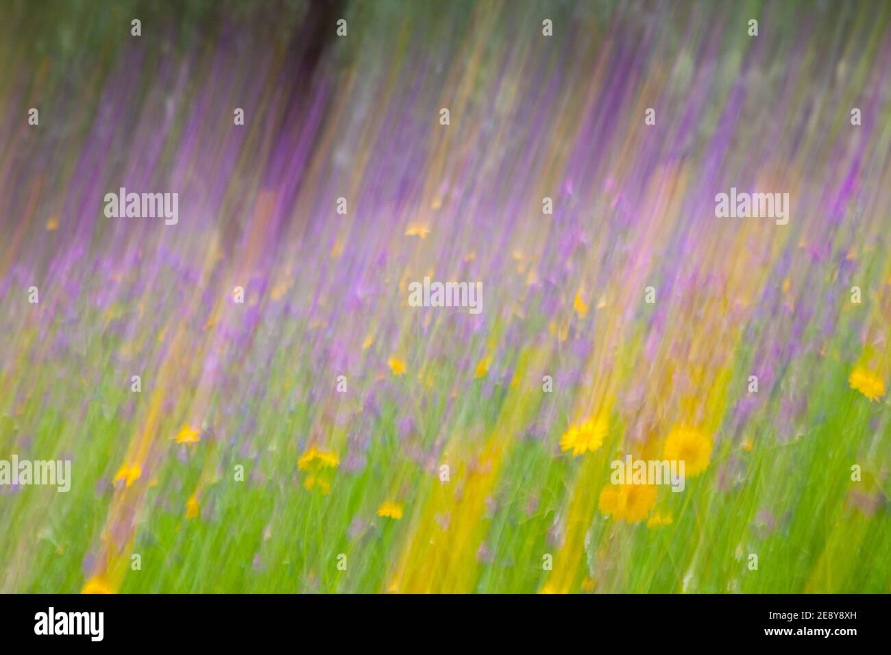 Sierra morena mountains lynx hi-res stock photography and images - Alamy