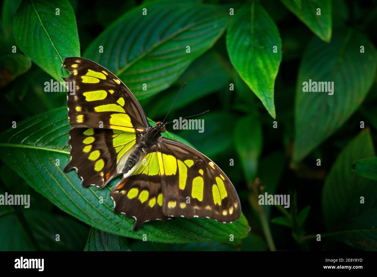 Metamorpha stelenes in nature habitat, Costa Rica. Butterfly in the ...