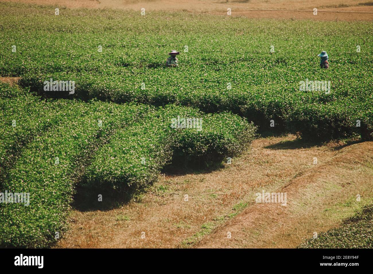 Top view of the tea plantations in line patterns. Green tea leaves from ...