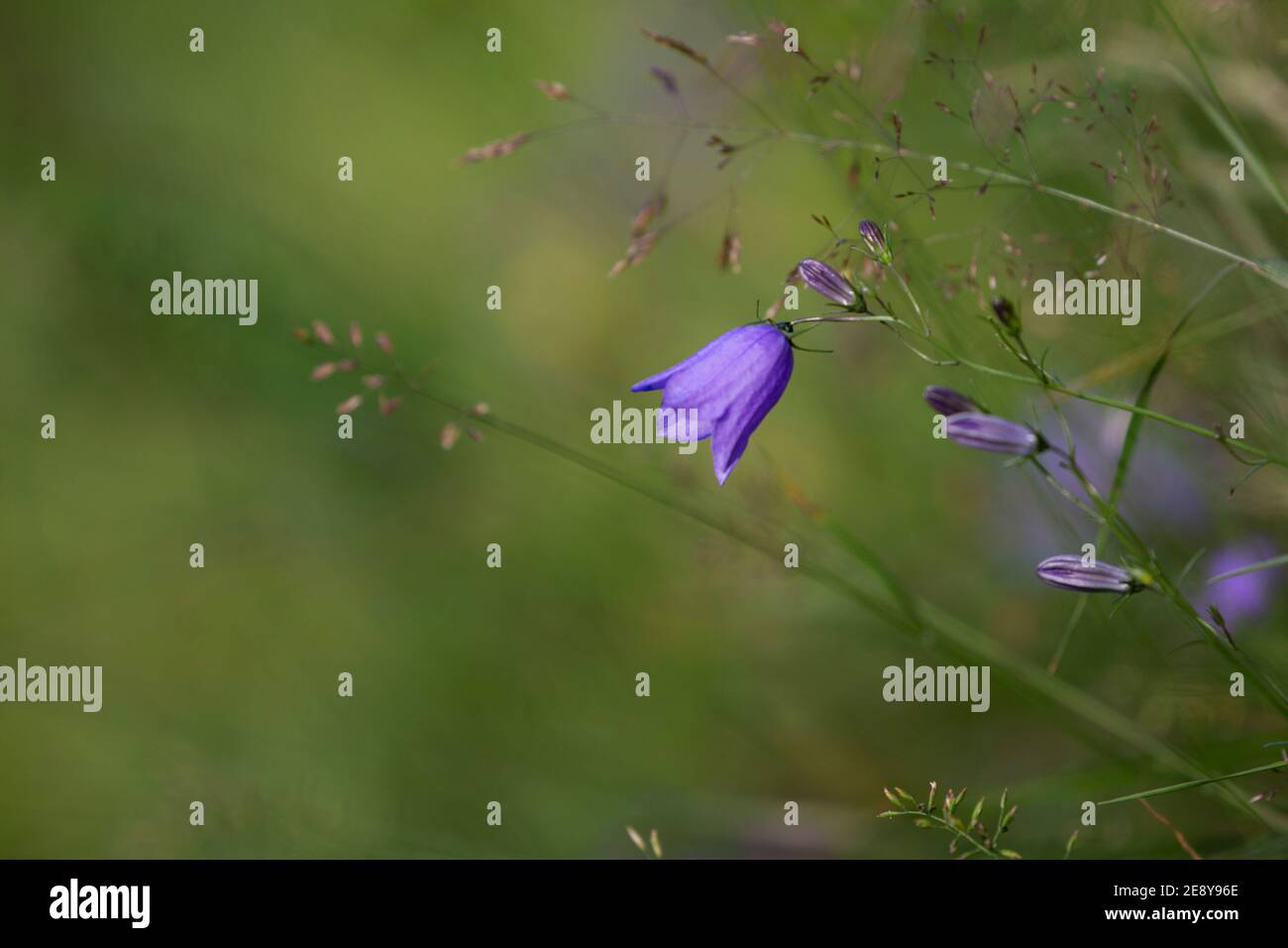 Blue bell shaped flower hi-res stock photography and images - Alamy
