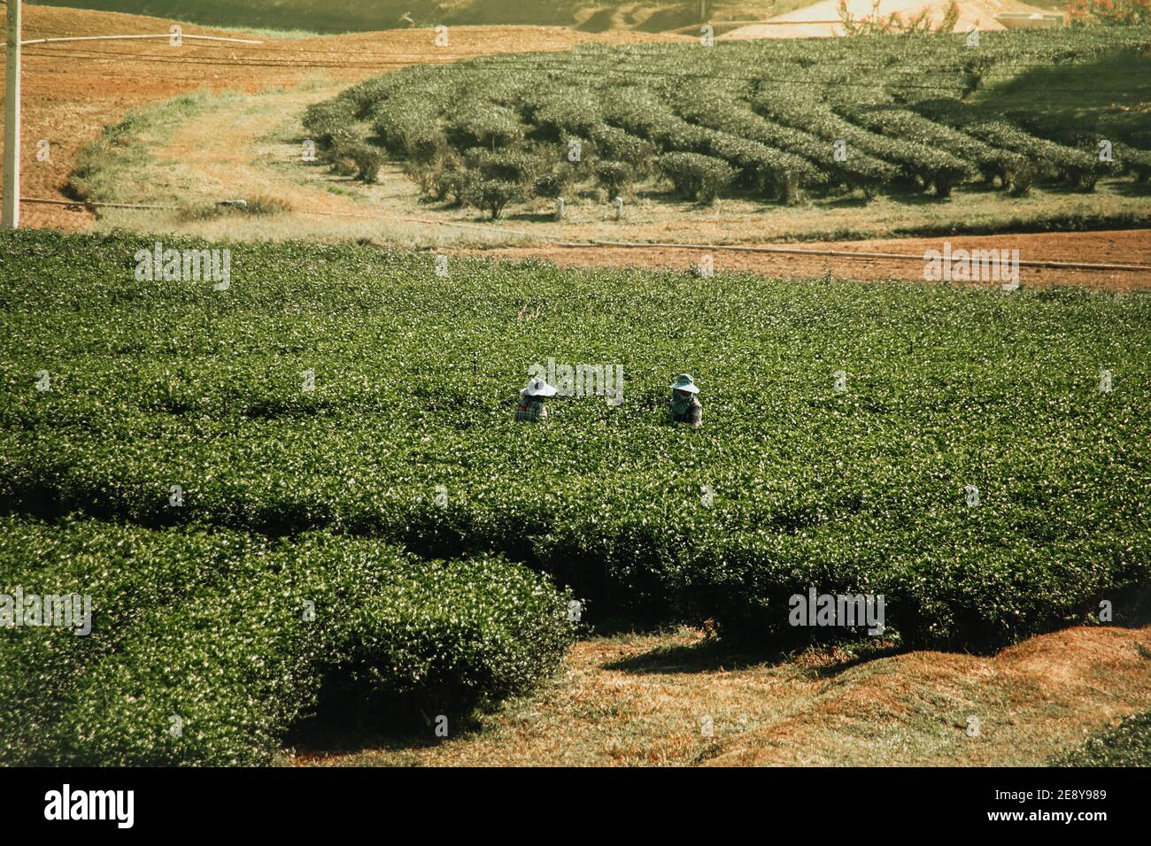 Top view of the tea plantations in line patterns. Green tea leaves from ...