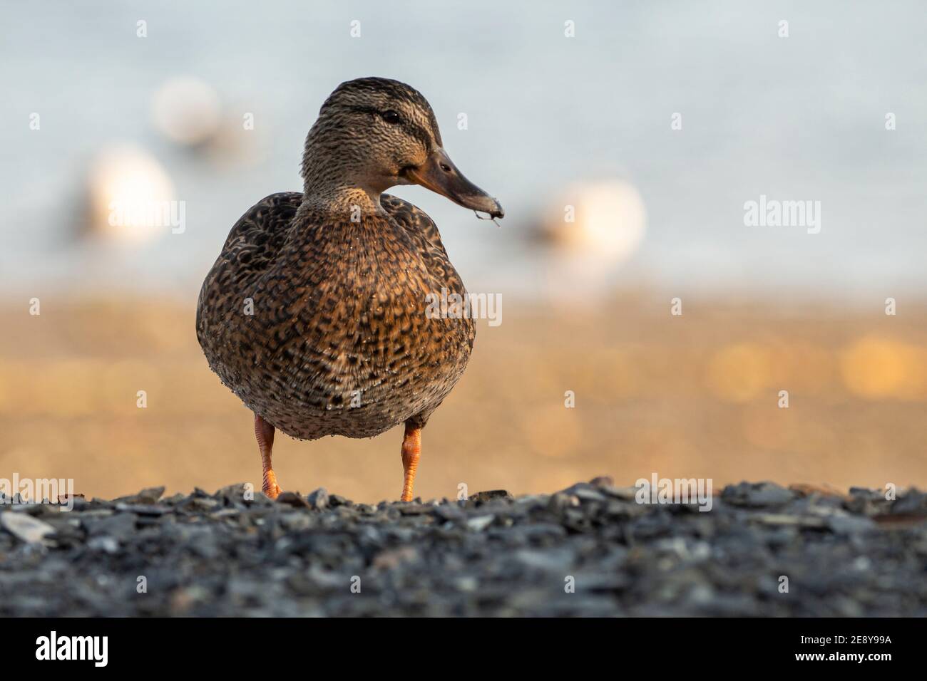 Norwegian duck hi-res stock photography and images - Alamy
