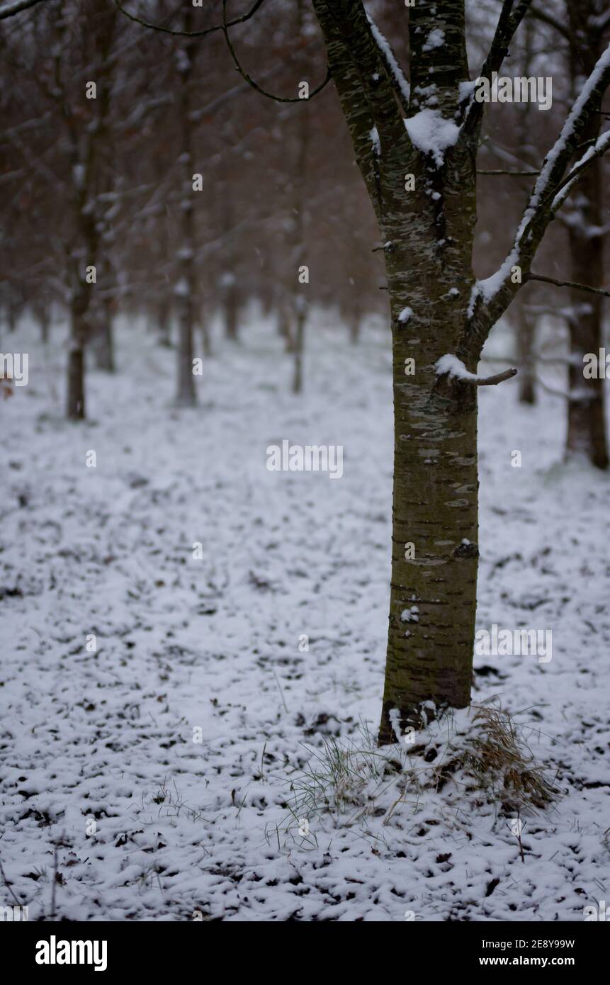 dark moody snowy forest with tree trunk in foreground and out of focus ...