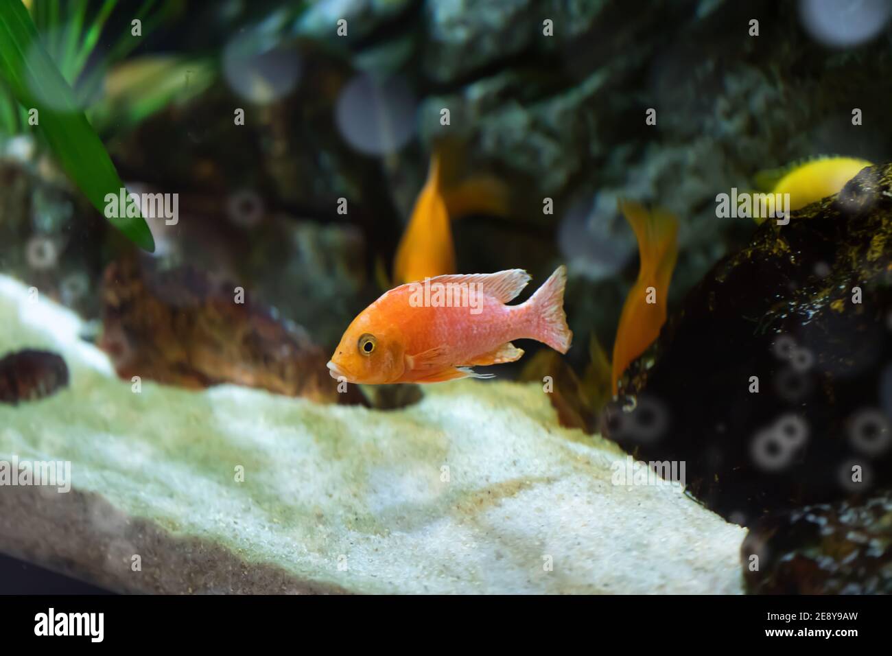 Small goldfish in the aquarium on the background of algae. Close-up ...