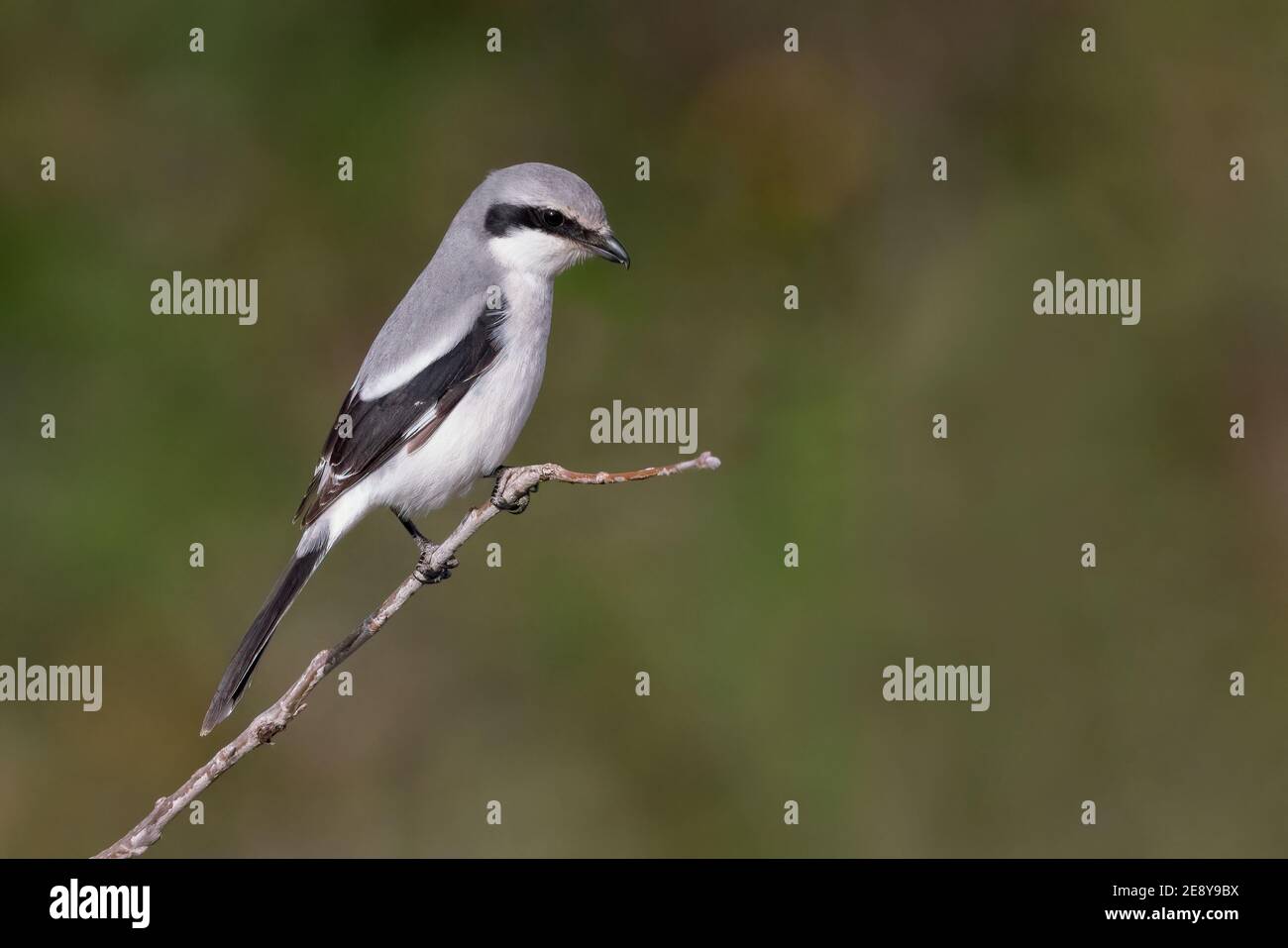 Laniidae High Resolution Stock Photography and Images - Alamy