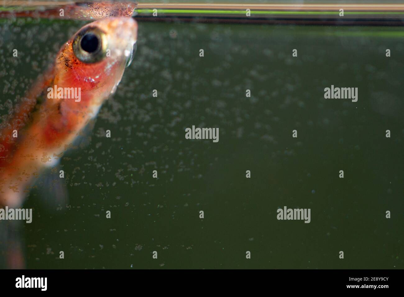 Rasbora hi-res stock photography and images - Alamy