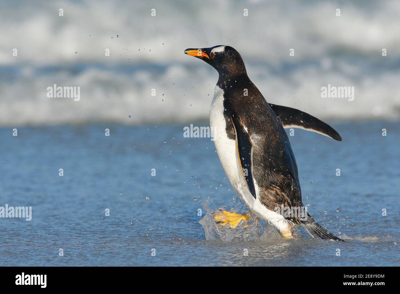 Gentoo penguin jumps out of the blue water after swimming through the ...