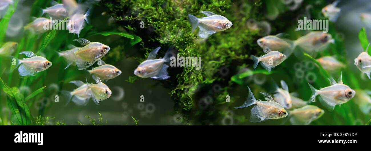 Small translucent fish in an aquarium on a green algae background ...