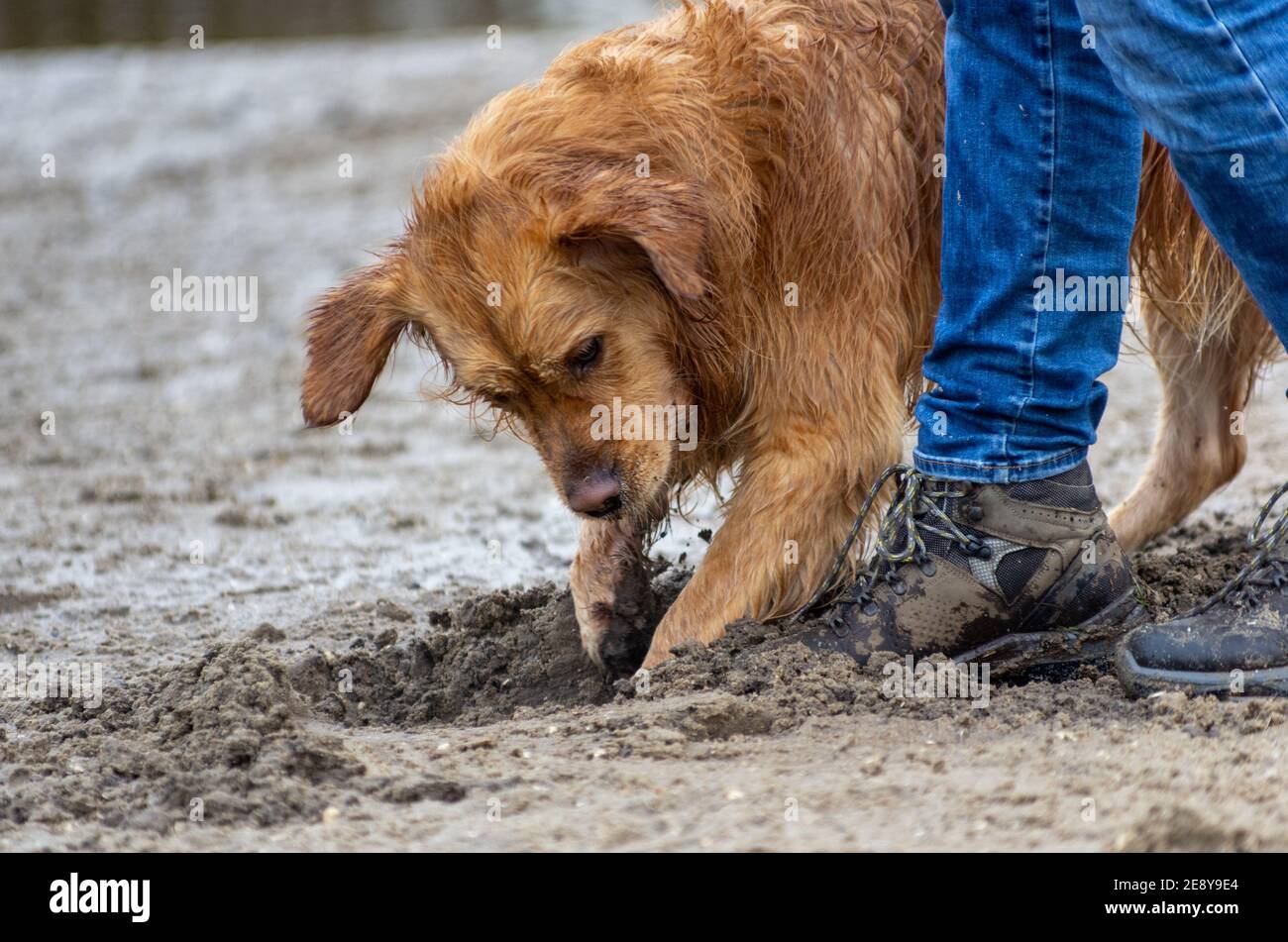 Golden retriever digging hi-res stock photography and images - Alamy