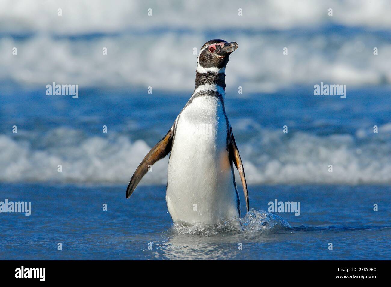 Penguin in the water. Bird playing in sea waves. Sea bird in the water ...